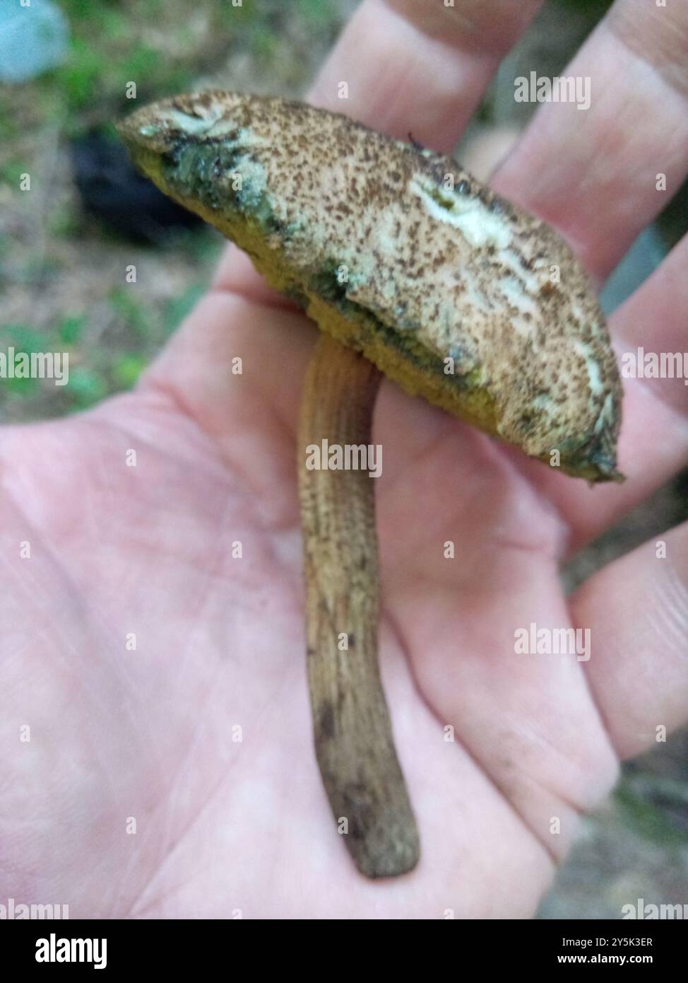 (Boletellus chrysenteroides) Fungi Stock Photo - Alamy