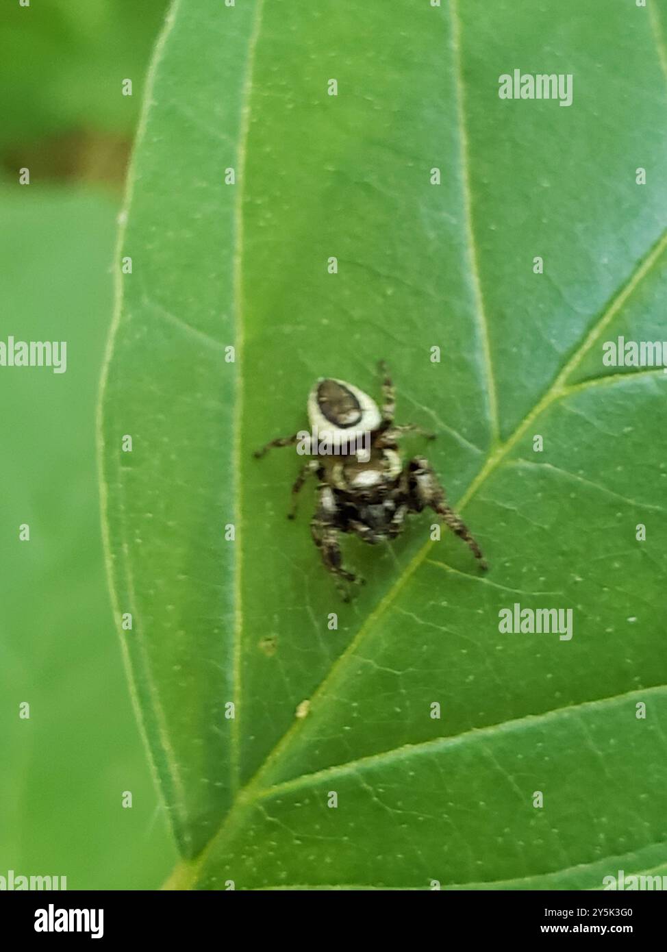 Jumping Spiders (Salticidae) Arachnida Stock Photo - Alamy