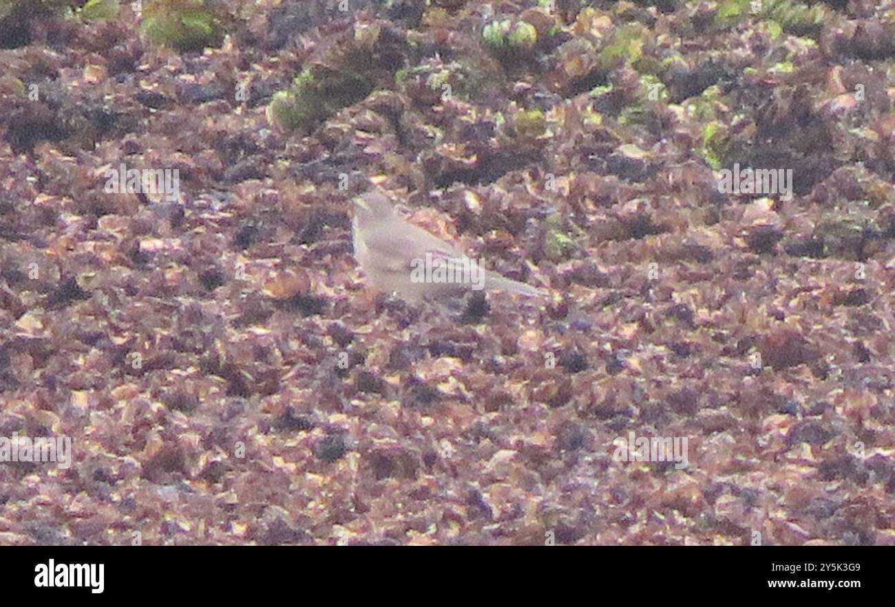 Buff-winged Cinclodes (Cinclodes fuscus) Aves Stock Photo - Alamy