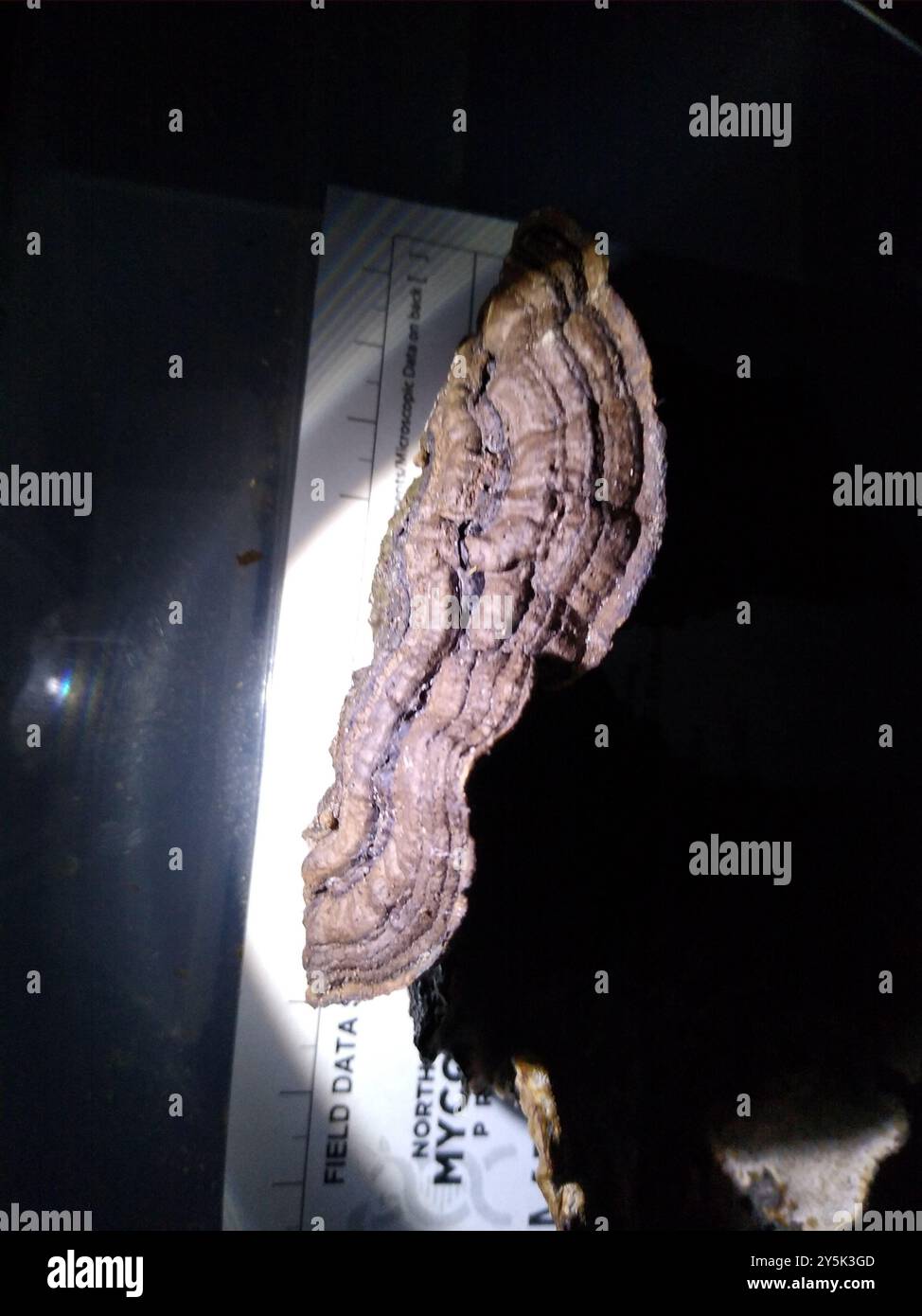 Common Mazegill (Datronia mollis) Fungi Stock Photo - Alamy