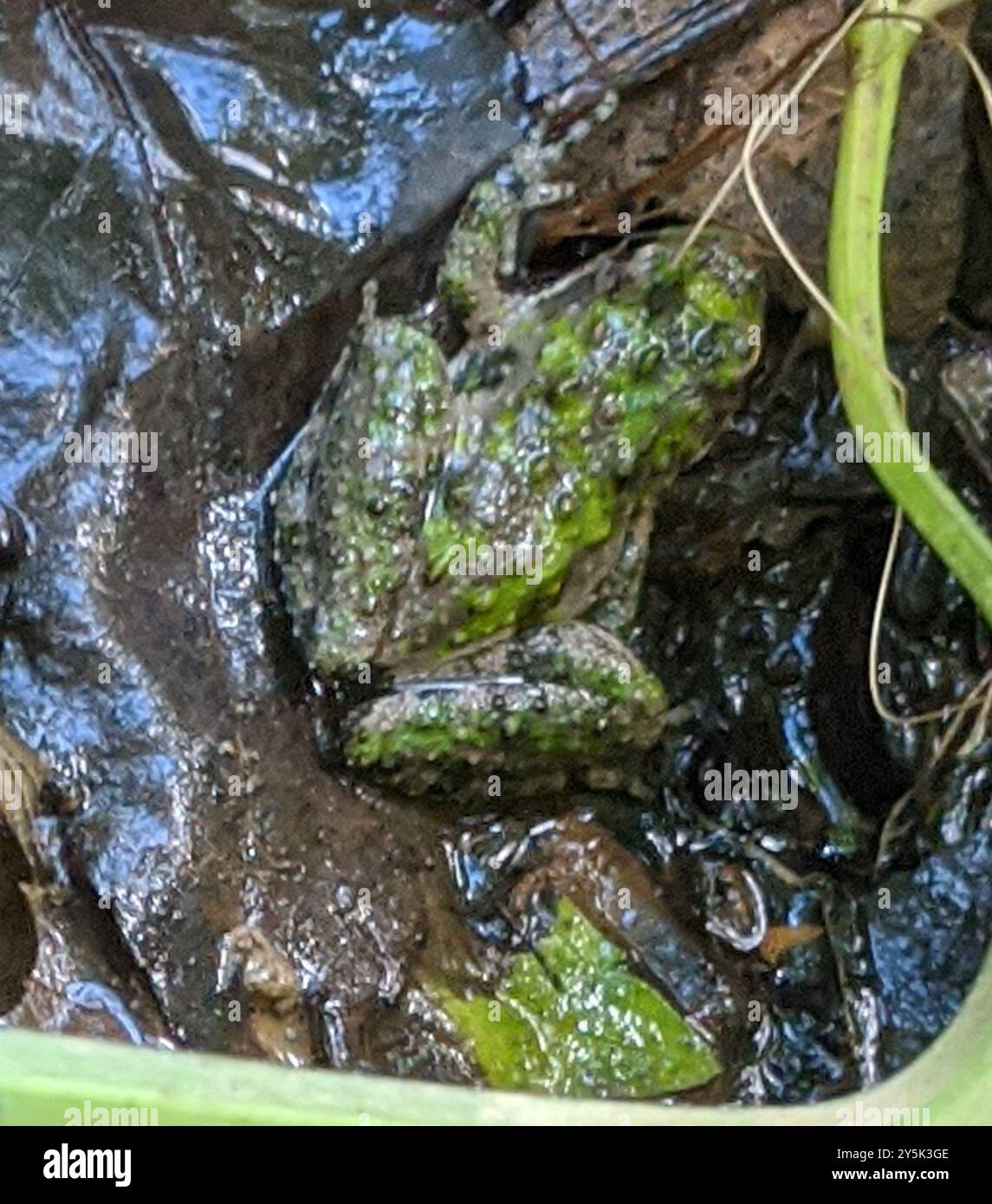 Northern Cricket Frog (Acris crepitans) Amphibia Stock Photo - Alamy