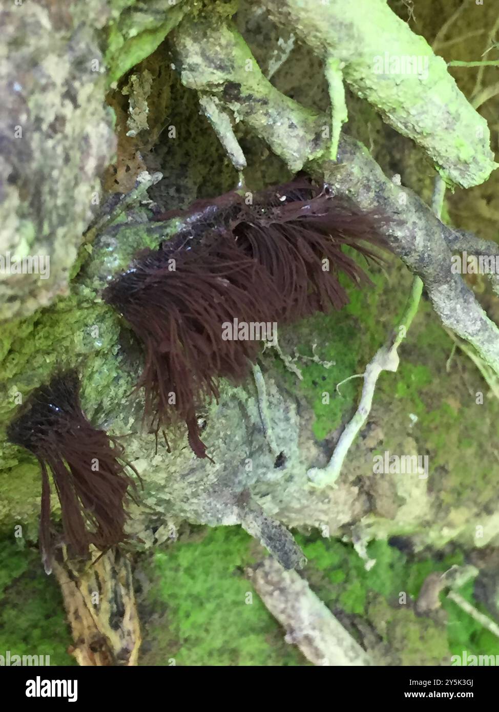 chocolate tube slime (Stemonitis splendens) Protozoa Stock Photo - Alamy