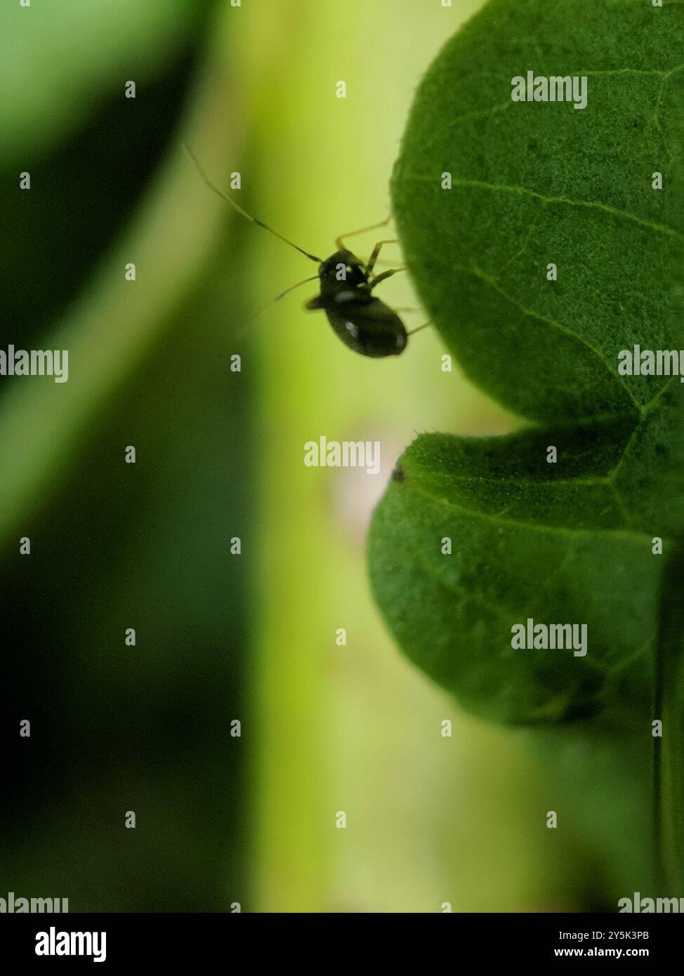 Garden Fleahopper (Microtechnites bractatus) Insecta Stock Photo - Alamy