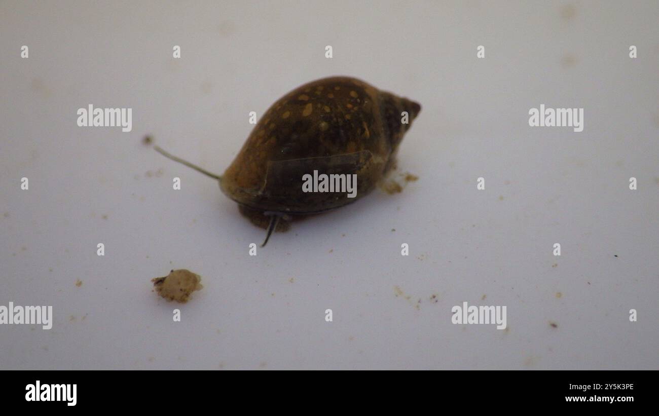 Bladder Snails (Physidae) Mollusca Stock Photo - Alamy