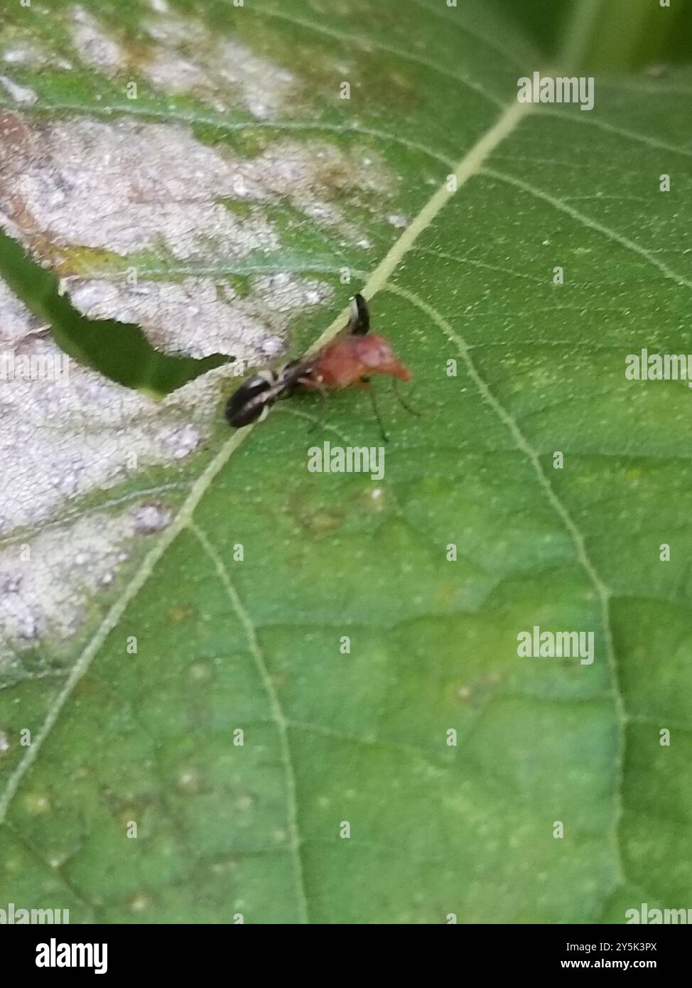 Common Picture-winged Fly (Delphinia picta) Insecta Stock Photo - Alamy