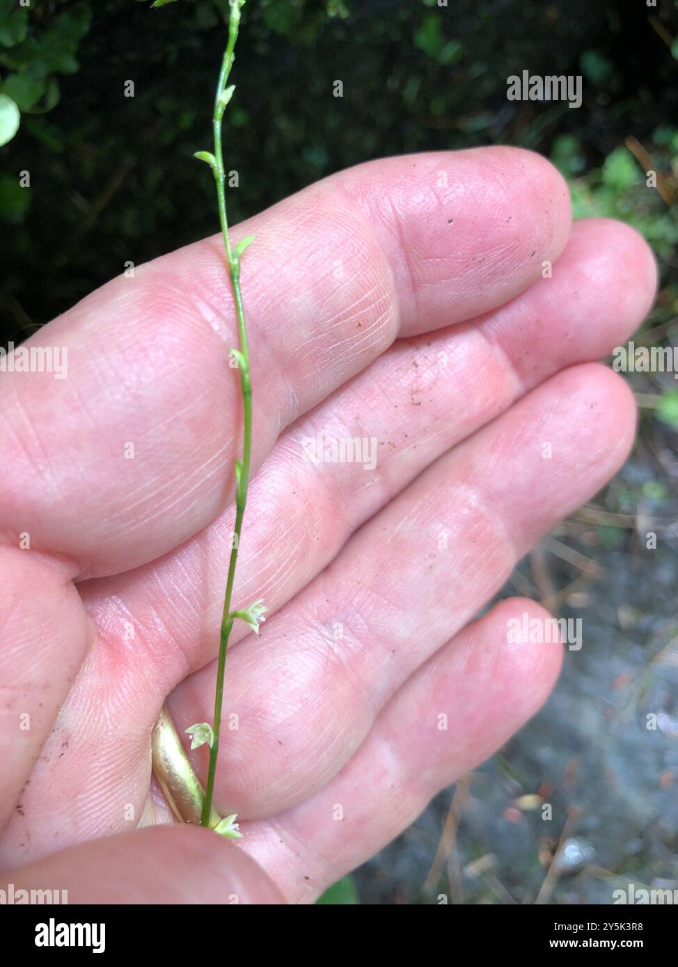 American jumpseed (Persicaria virginiana) Plantae Stock Photo - Alamy