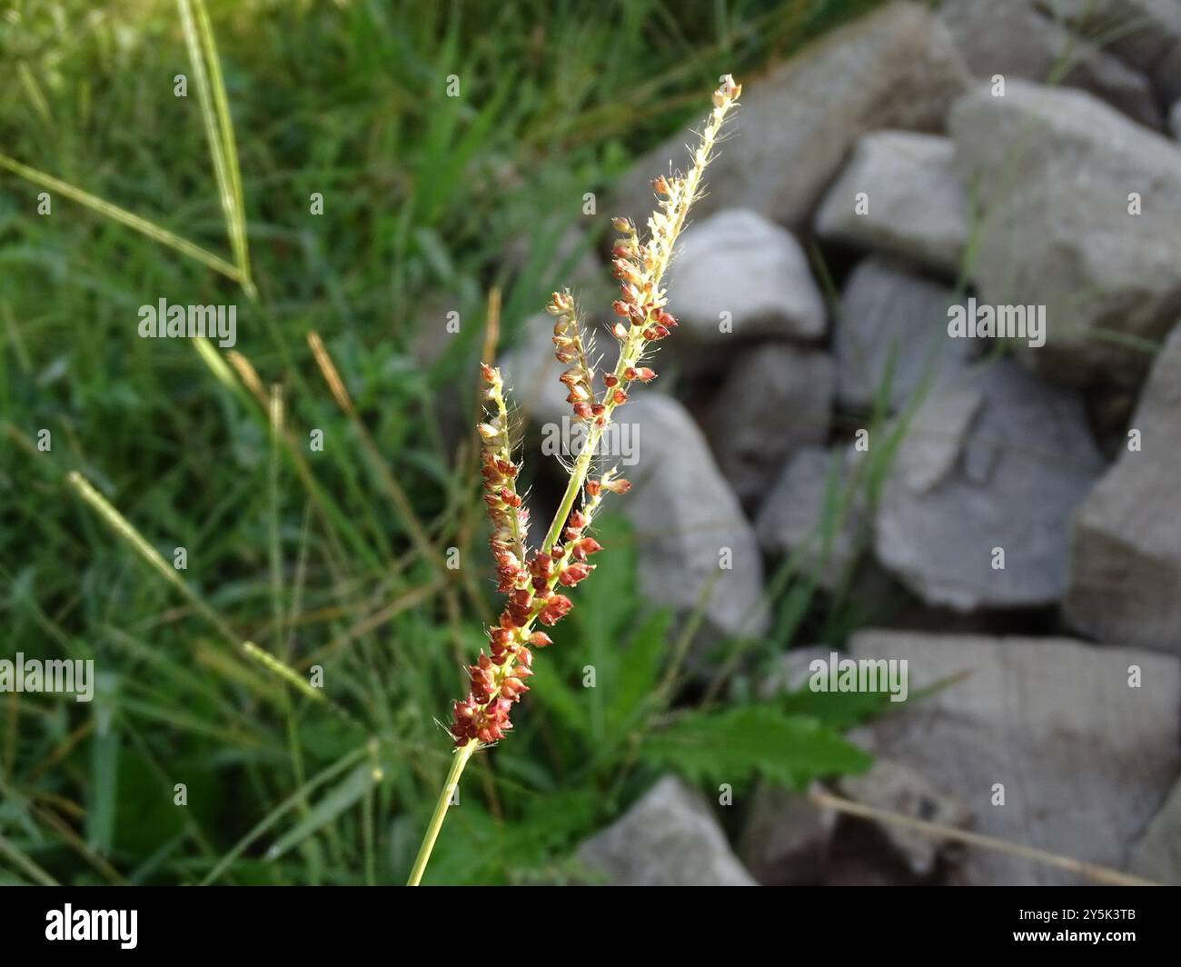 rough barnyard grass (Echinochloa muricata) Plantae Stock Photo - Alamy