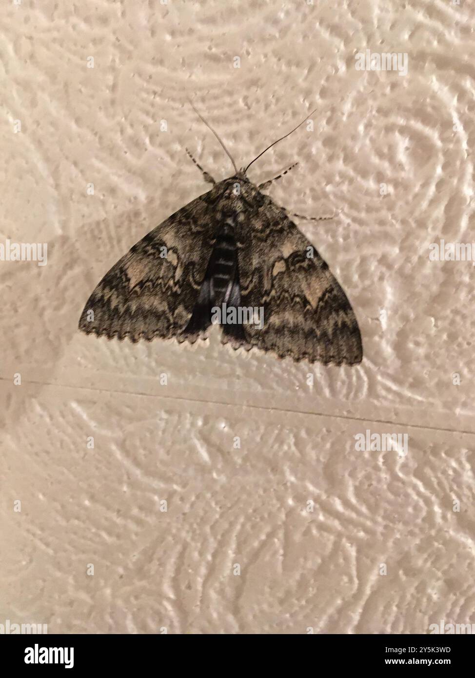 Blue Underwing (Catocala fraxini) Insecta Stock Photo - Alamy