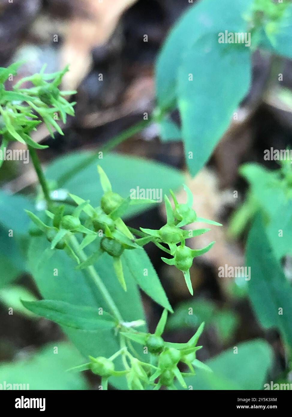 summer bluet (Houstonia purpurea) Plantae Stock Photo - Alamy
