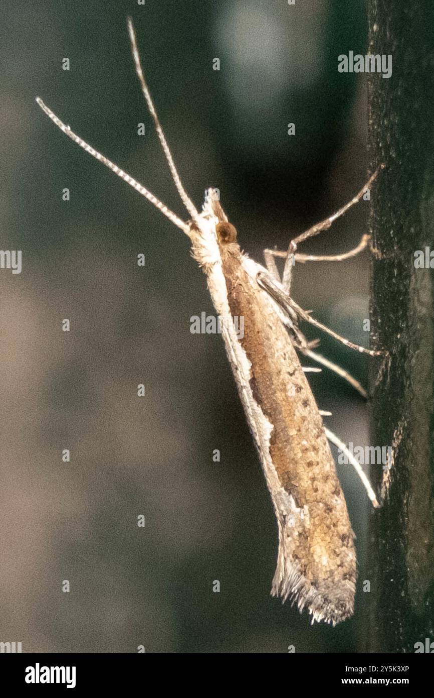 Diamondback Moth (Plutella xylostella) Insecta Stock Photo - Alamy
