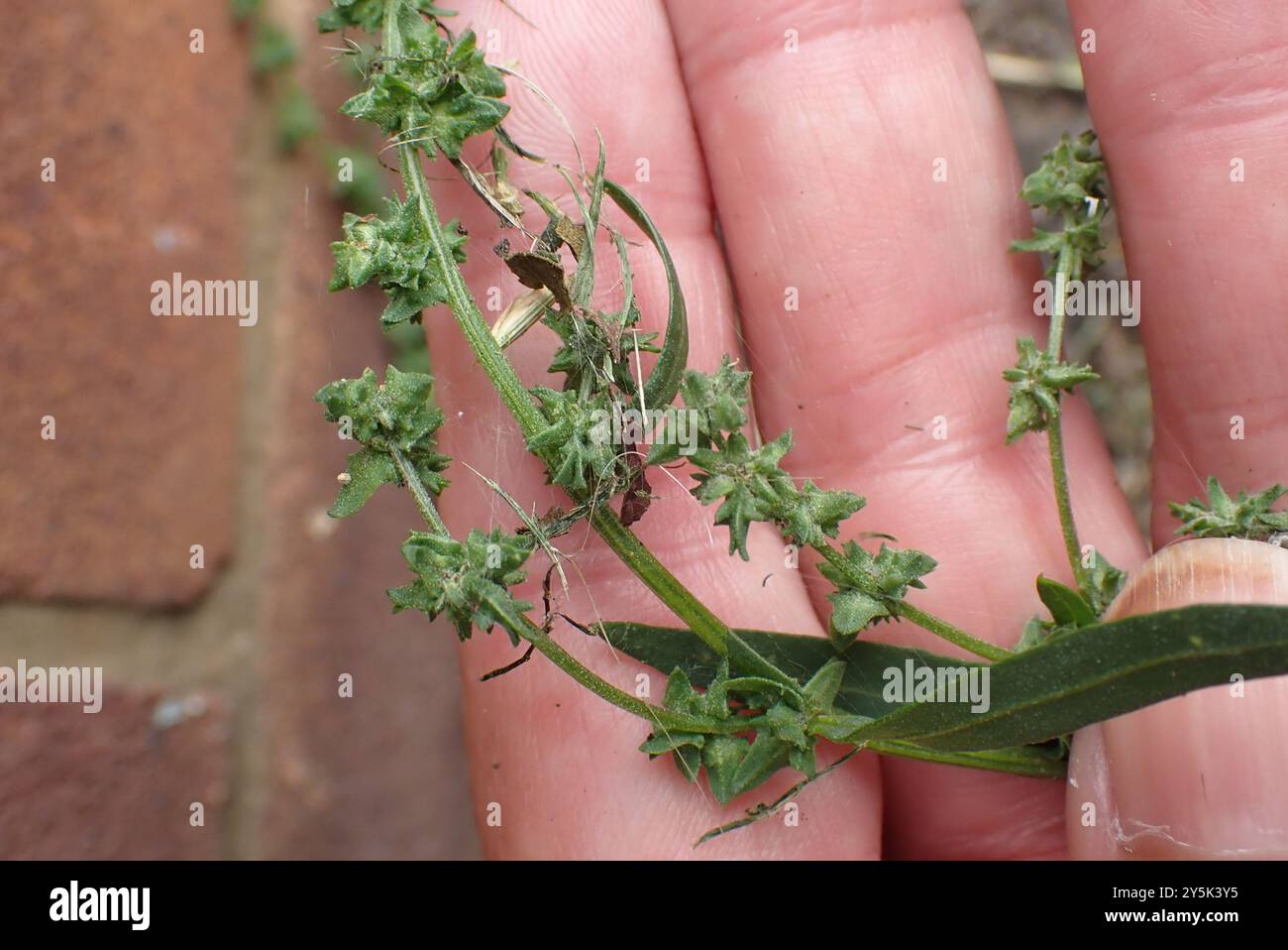 Common Orache (Atriplex patula) Plantae Stock Photo - Alamy
