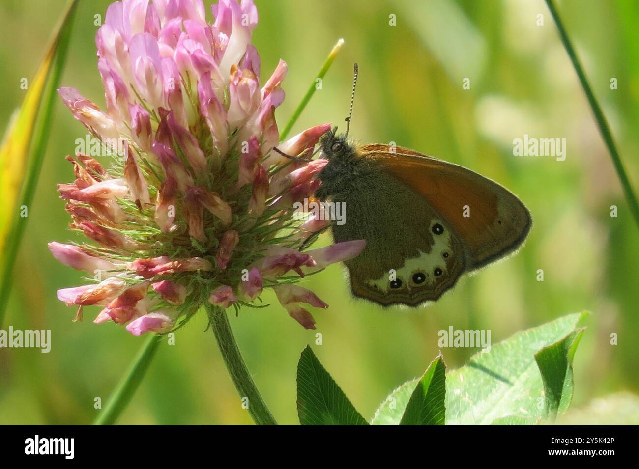 Alpine Heath (Coenonympha gardetta) Insecta Stock Photo - Alamy