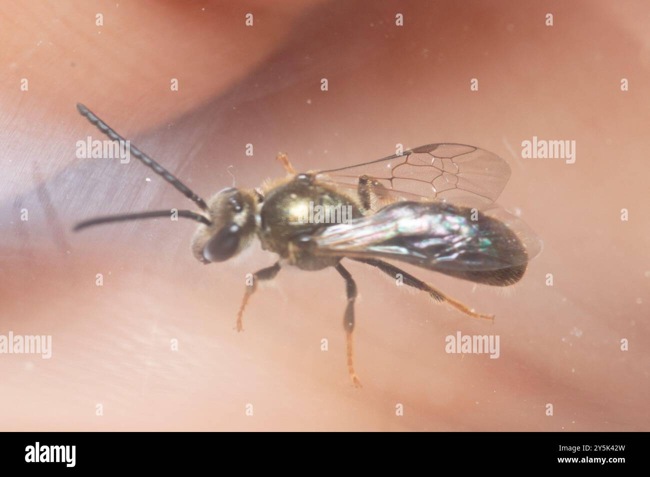 Metallic Sweat Bees (Dialictus) Insecta Stock Photo - Alamy