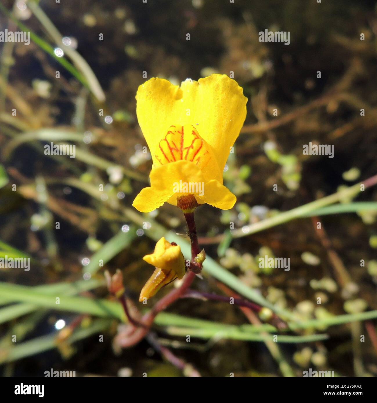 Greater Bladderwort (Utricularia vulgaris) Plantae Stock Photo - Alamy