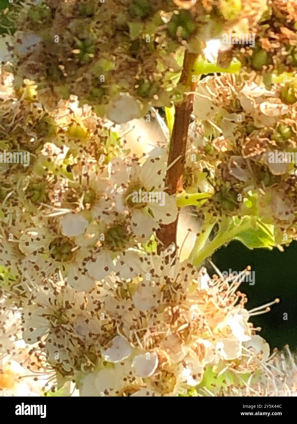 white meadowsweet (Spiraea alba) Plantae Stock Photo - Alamy