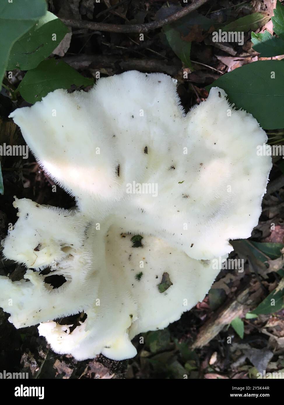 Lynx Paw Oyster (Pleurotus levis) Fungi Stock Photo - Alamy