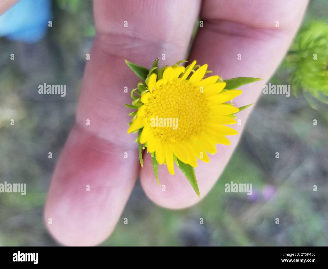 Narrowleaf Gumweed (Grindelia lanceolata) Plantae Stock Photo - Alamy