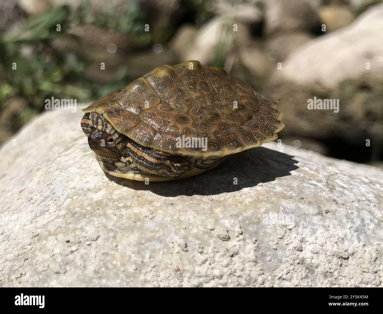 Texas Map Turtle (Graptemys versa) Reptilia Stock Photo - Alamy