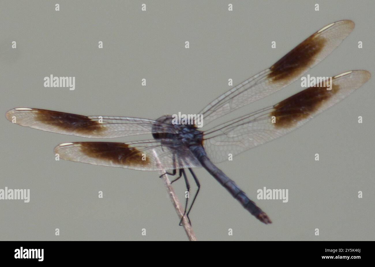 Four-spotted Pennant (Brachymesia gravida) Insecta Stock Photo - Alamy