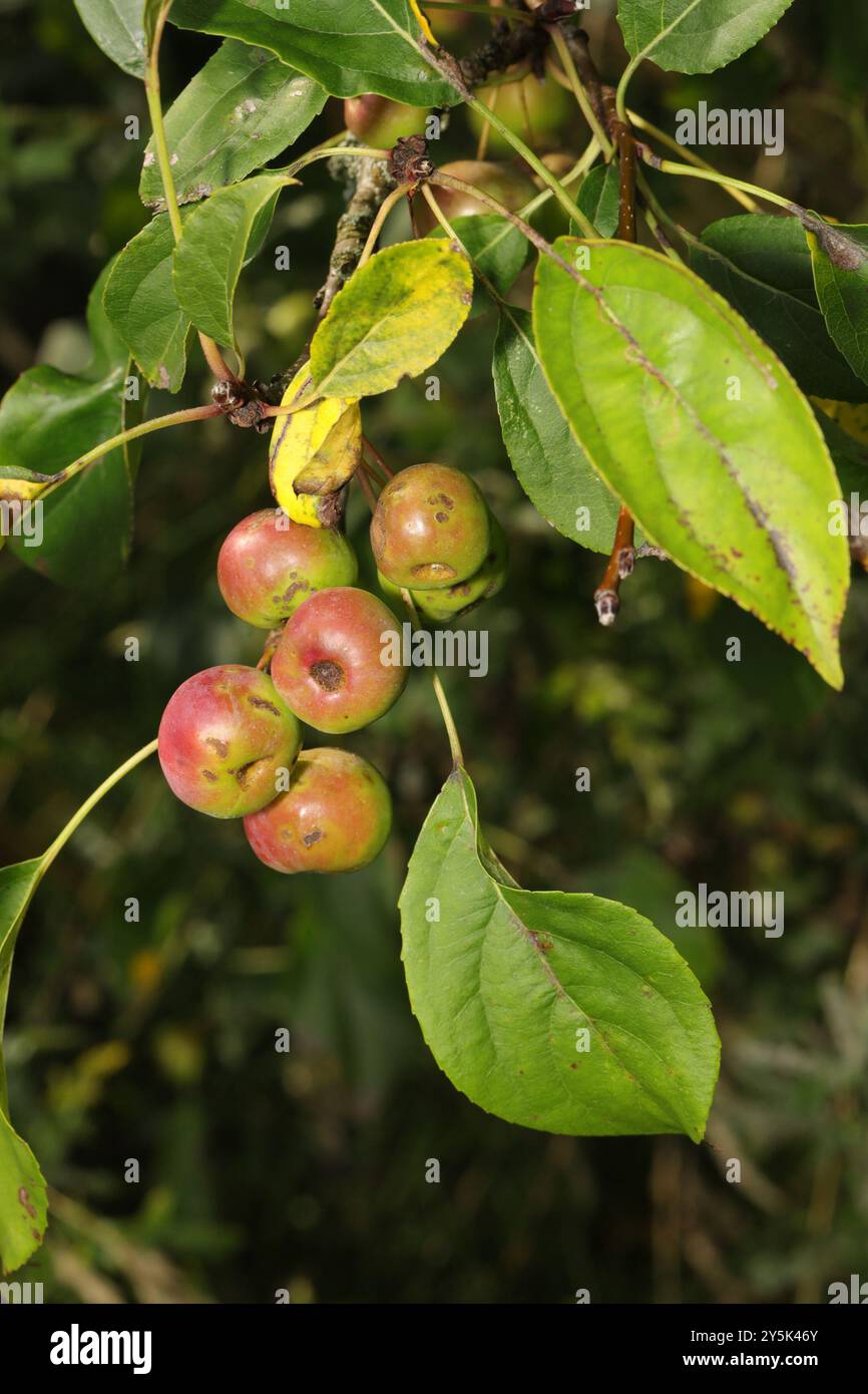 European Wild Apple (Malus sylvestris) Plantae Stock Photo - Alamy