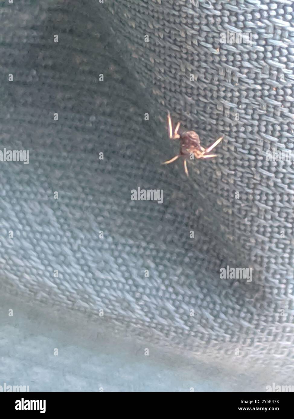 Mites and Ticks (Acari) Arachnida Stock Photo - Alamy