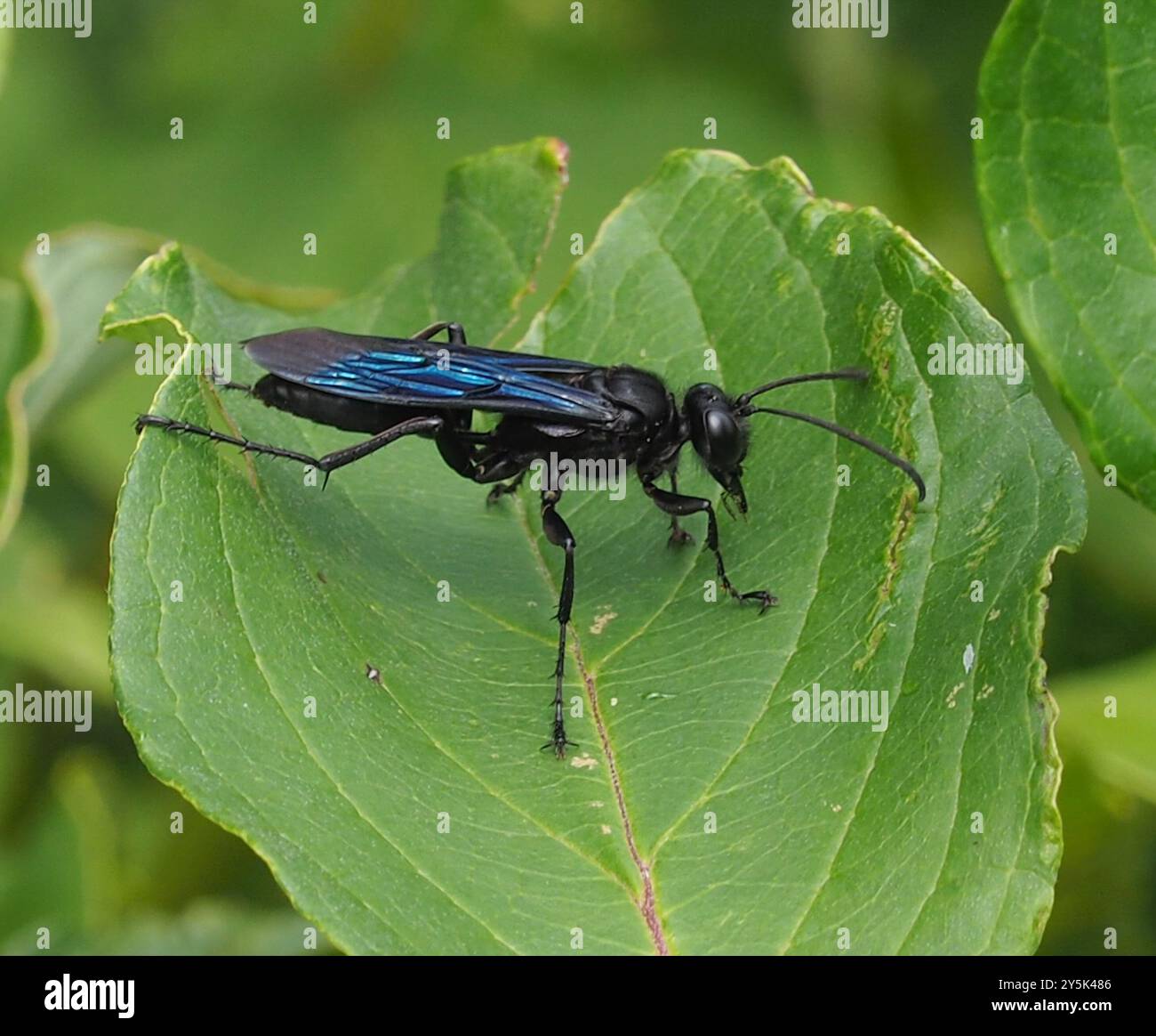Great Black Digger Wasp (Sphex pensylvanicus) Insecta Stock Photo - Alamy