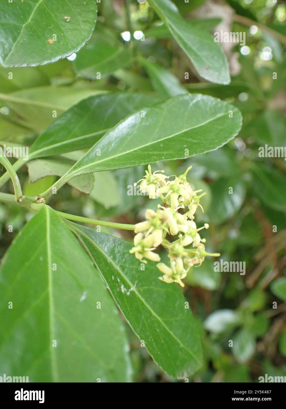 Japanese spindle tree (Euonymus japonicus) Plantae Stock Photo - Alamy