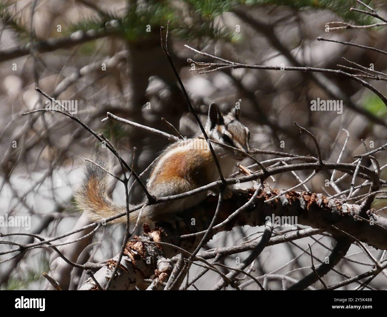 Lodgepole Chipmunk (Neotamias speciosus) Mammalia Stock Photo - Alamy