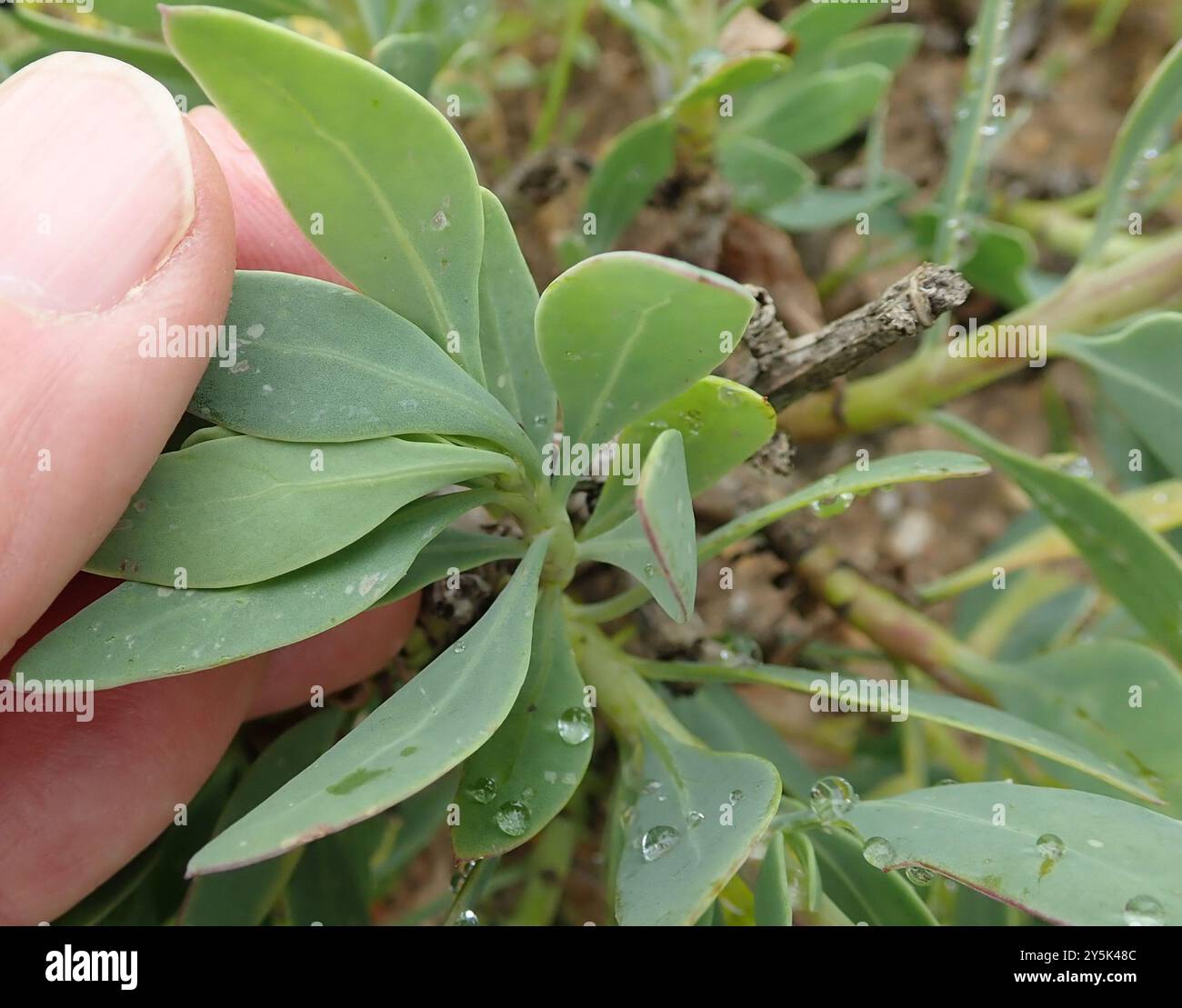 Sand Babooncabbage (Othonna coronopifolia) Plantae Stock Photo - Alamy