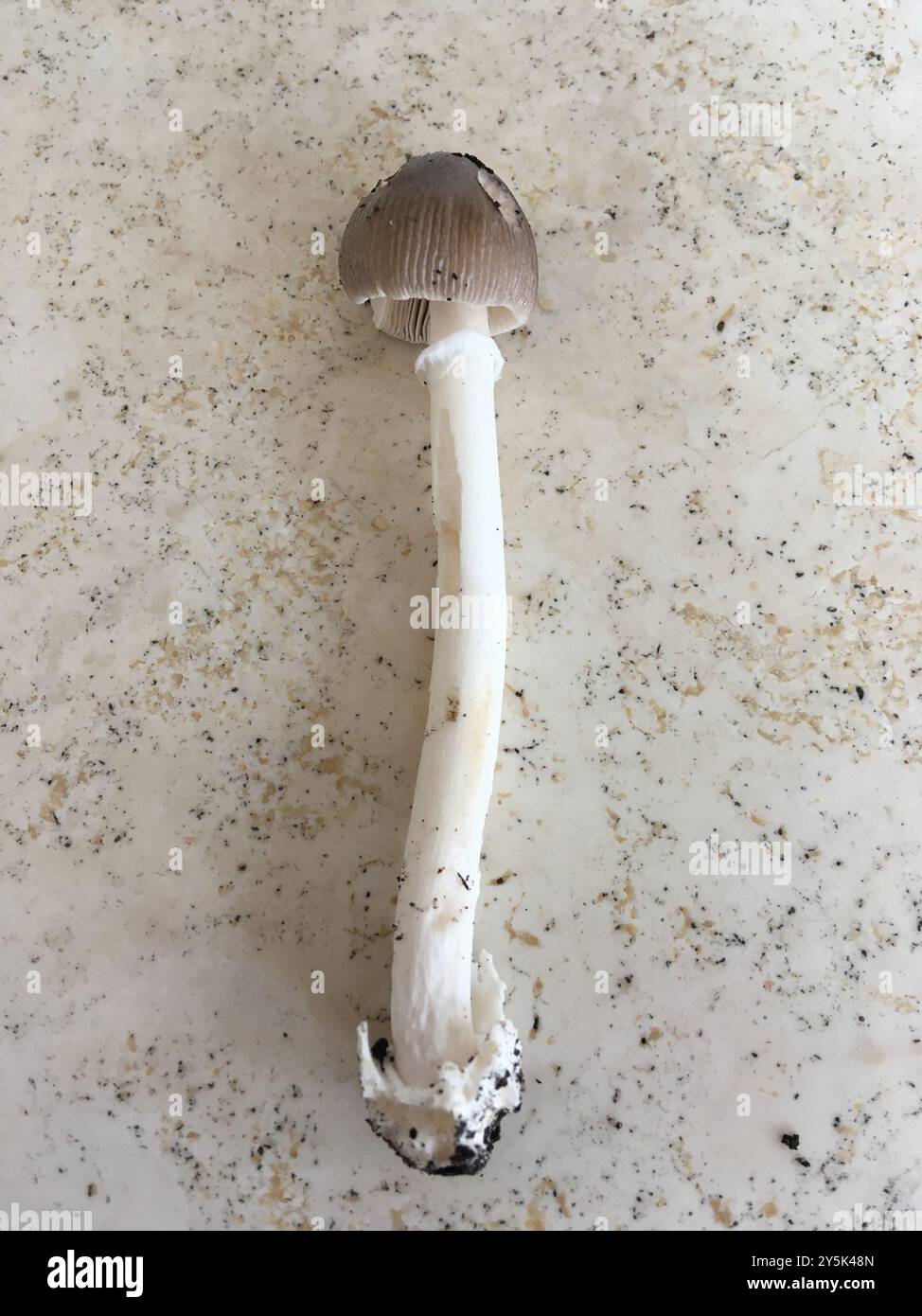 Hated Caesar (Amanita spreta) Fungi Stock Photo - Alamy