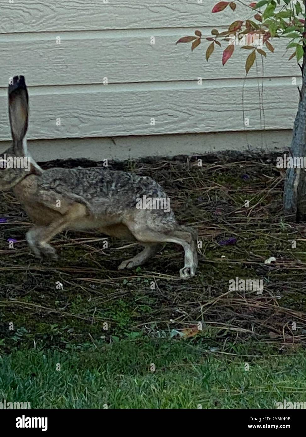 Black-tailed Jackrabbit (Lepus californicus) Mammalia Stock Photo - Alamy