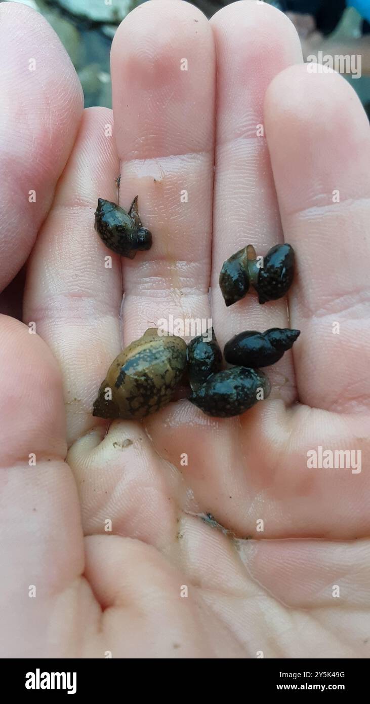 Pond Snails, Bladder Snails, and Allies (Lymnaeoidea) Mollusca Stock ...