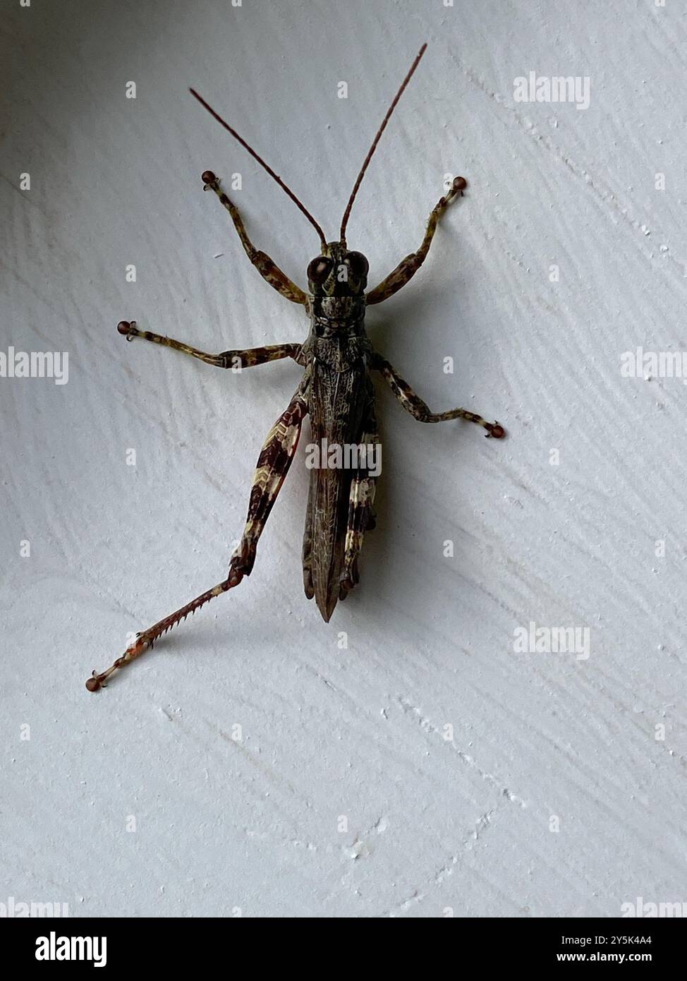 Pine tree Spur-throat Grasshopper (Melanoplus punctulatus) Insecta ...