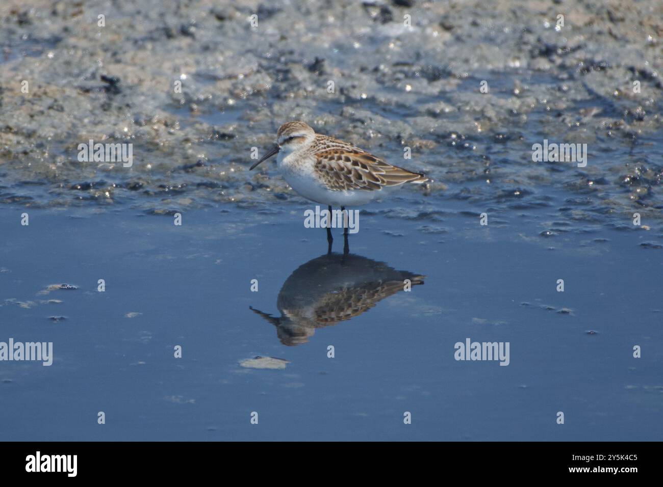 Western Sandpiper (Calidris mauri) Aves Stock Photo - Alamy