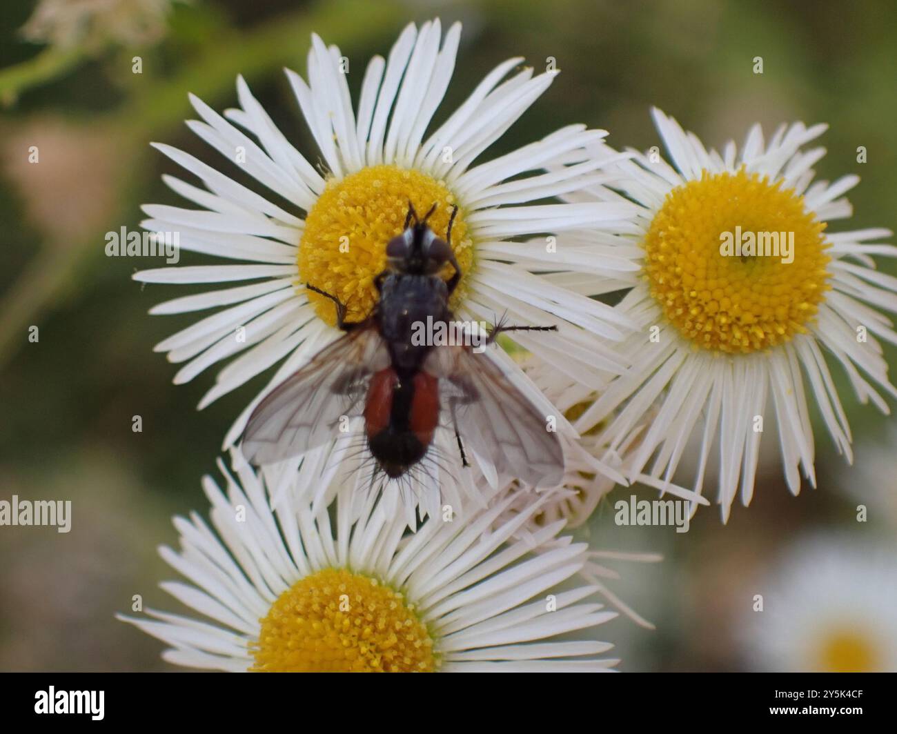 Red Spotted Parasite Fly (Eriothrix rufomaculata) Insecta Stock Photo ...