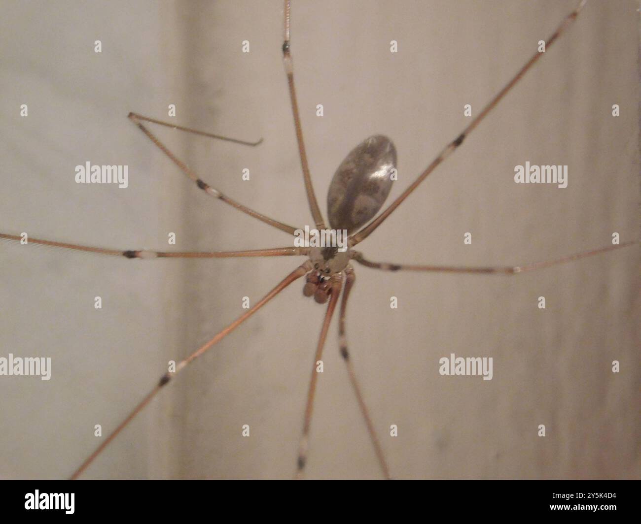 Long-bodied Cellar Spider (Pholcus phalangioides) Arachnida Stock Photo ...