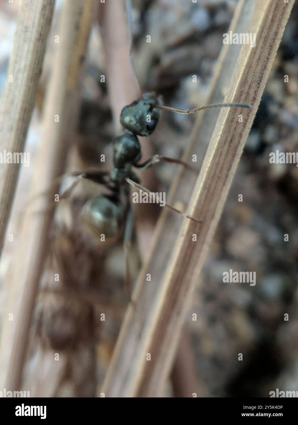 fusca-group Field Ants and Allies (Formica fusca) Insecta Stock Photo ...