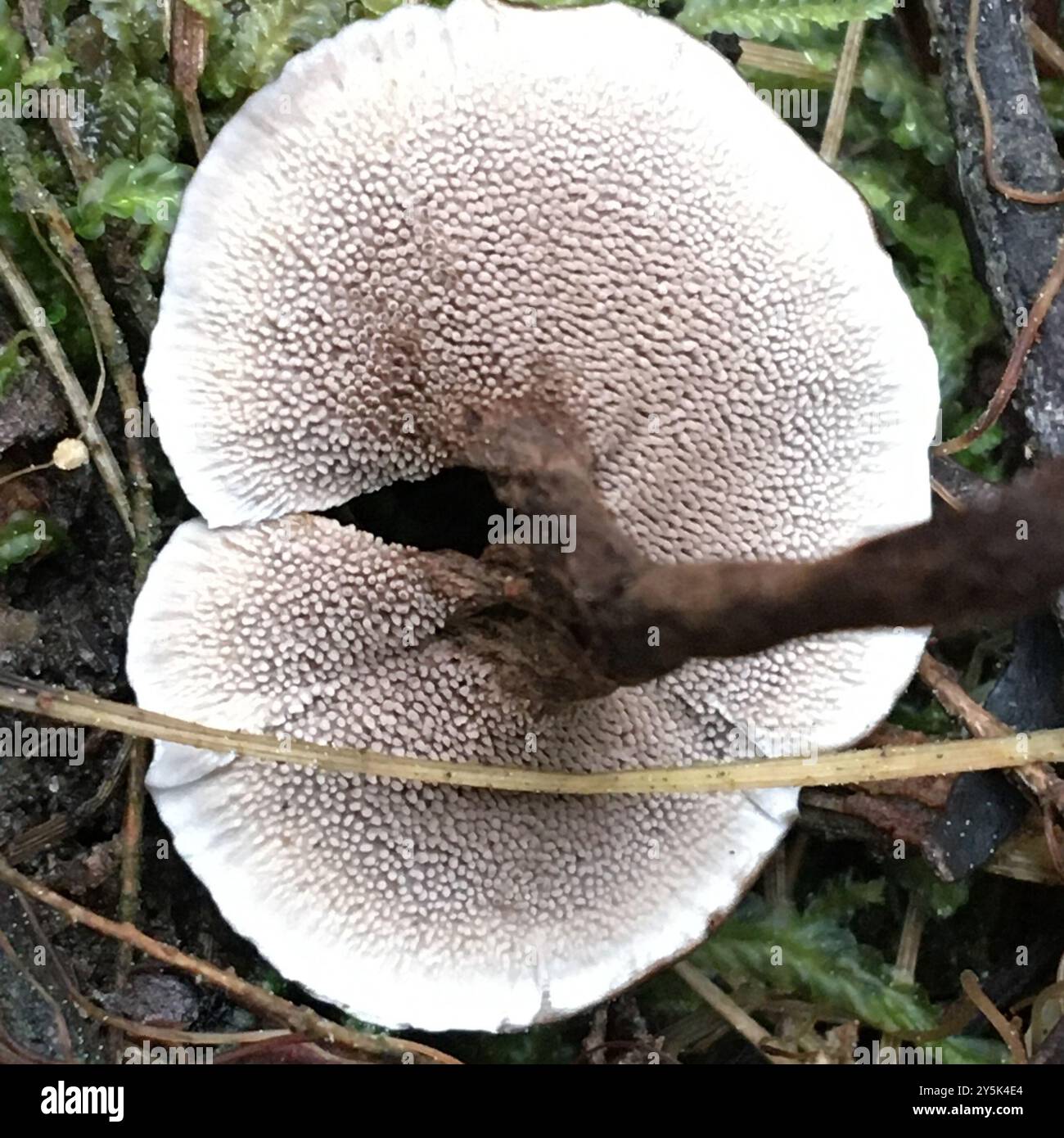 Black Tooth (Phellodon niger) Fungi Stock Photo - Alamy