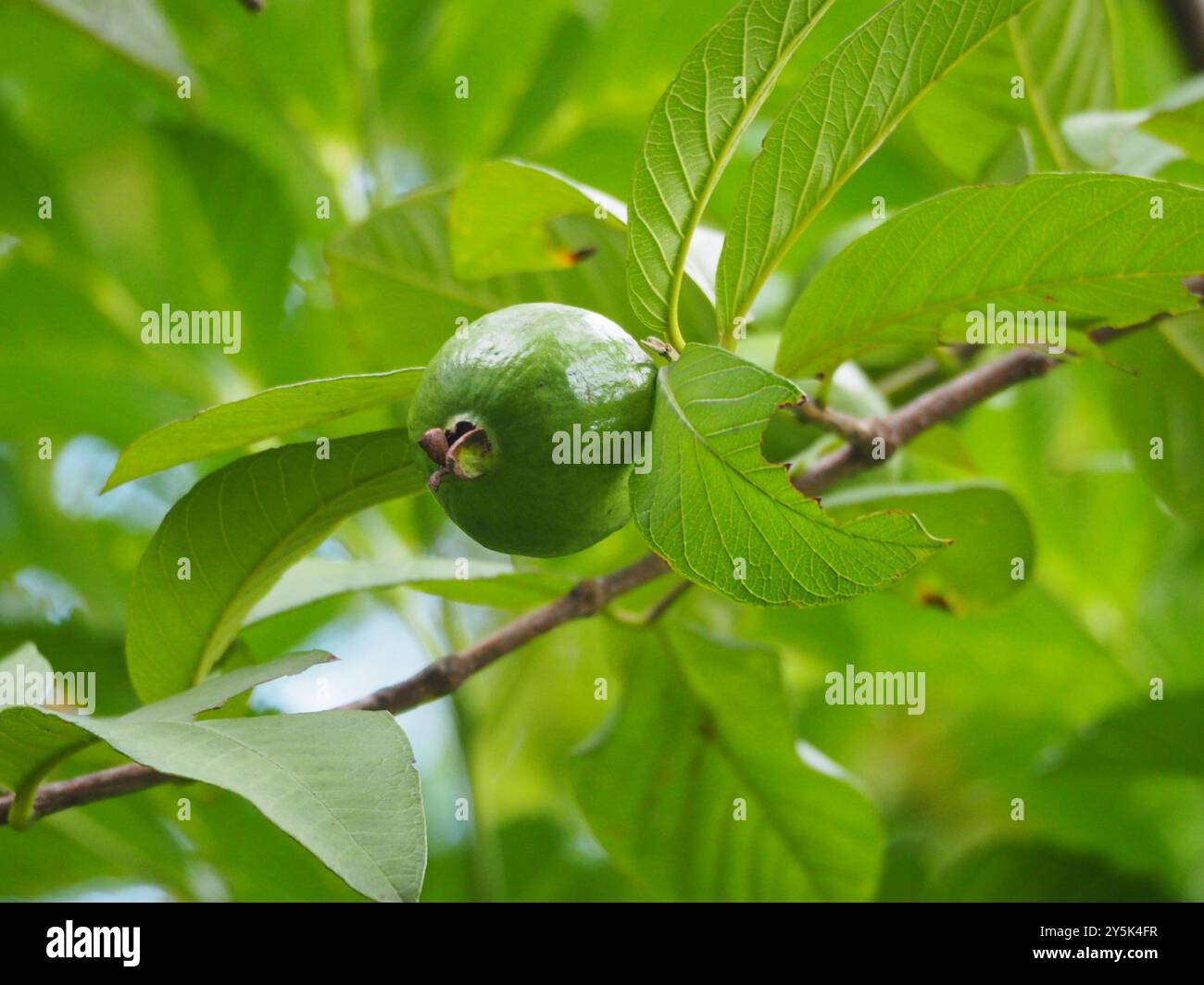 Common guava (Psidium guajava) Plantae Stock Photo - Alamy
