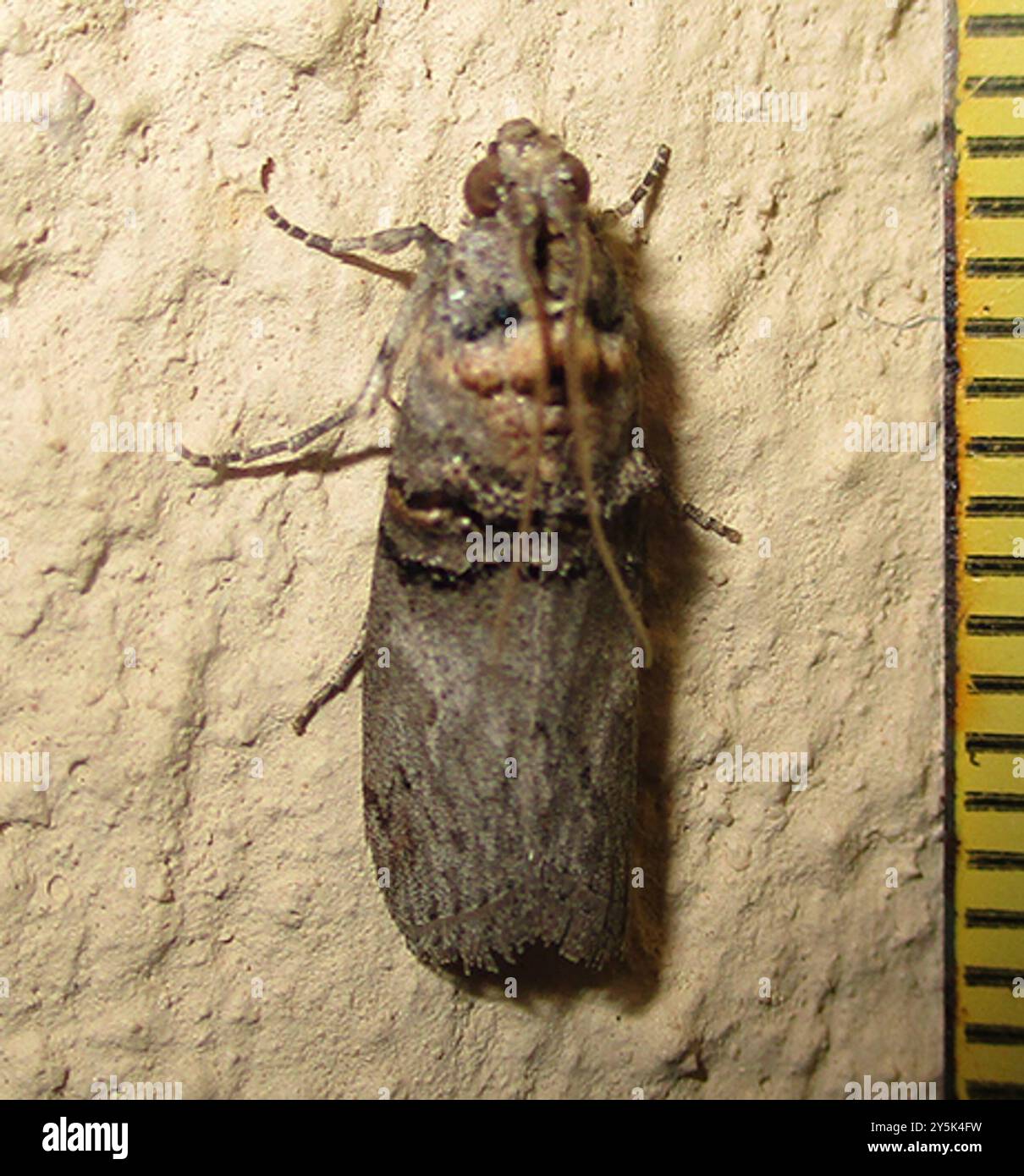 Knot-horn Moths (Phycitinae) Insecta Stock Photo - Alamy