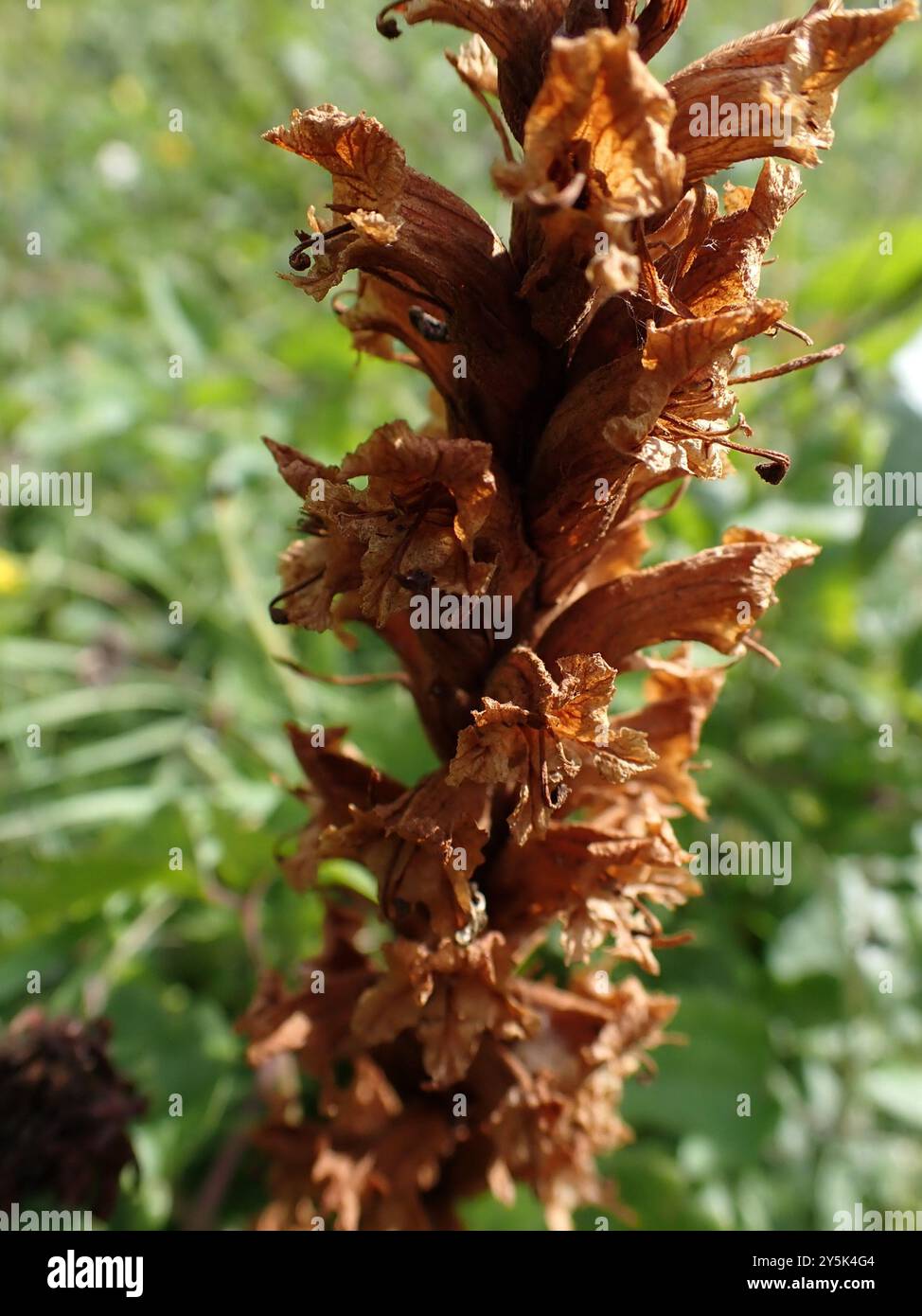 Knapweed Broomrape (Orobanche elatior) Plantae Stock Photo - Alamy