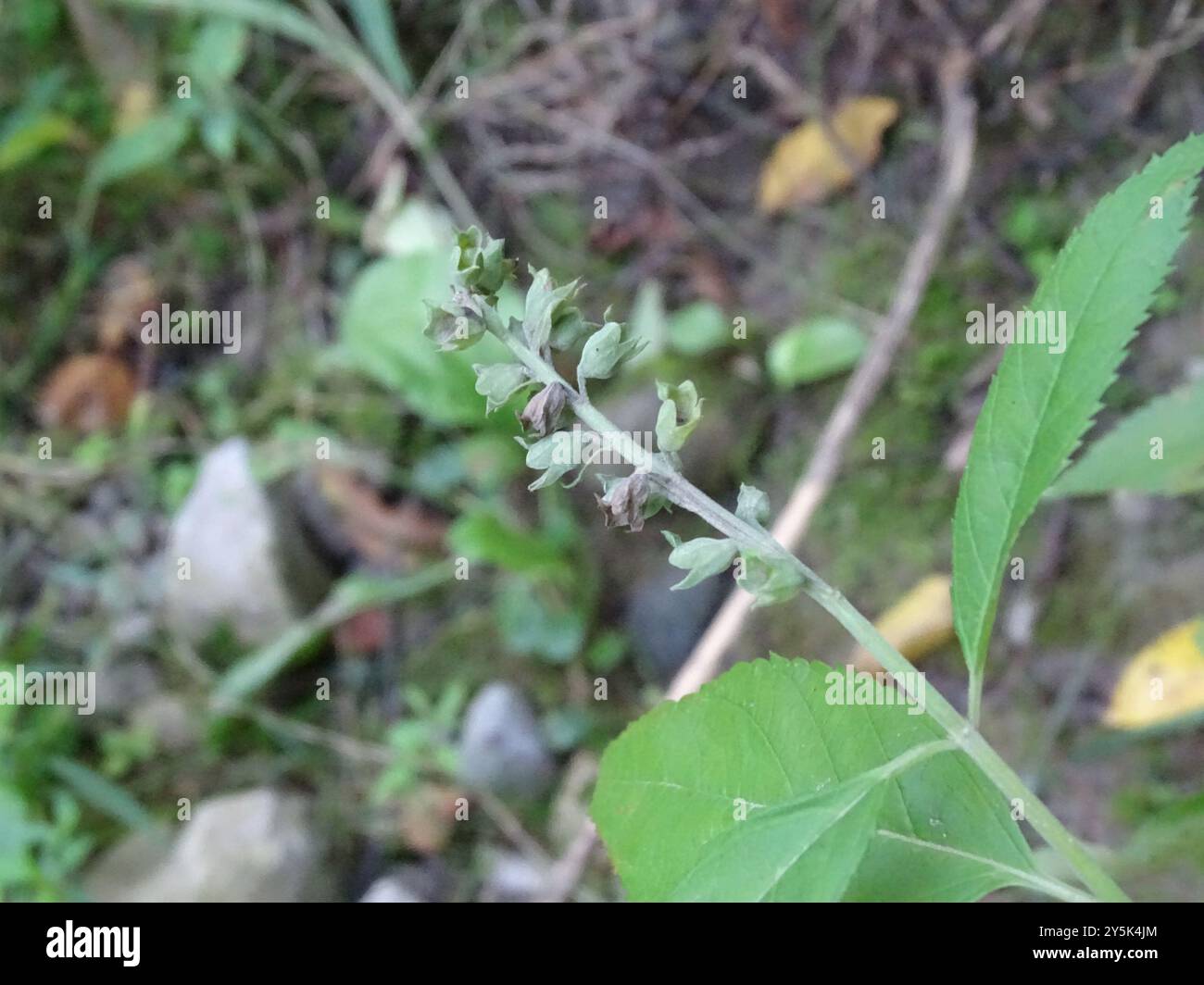 American germander (Teucrium canadense) Plantae Stock Photo - Alamy