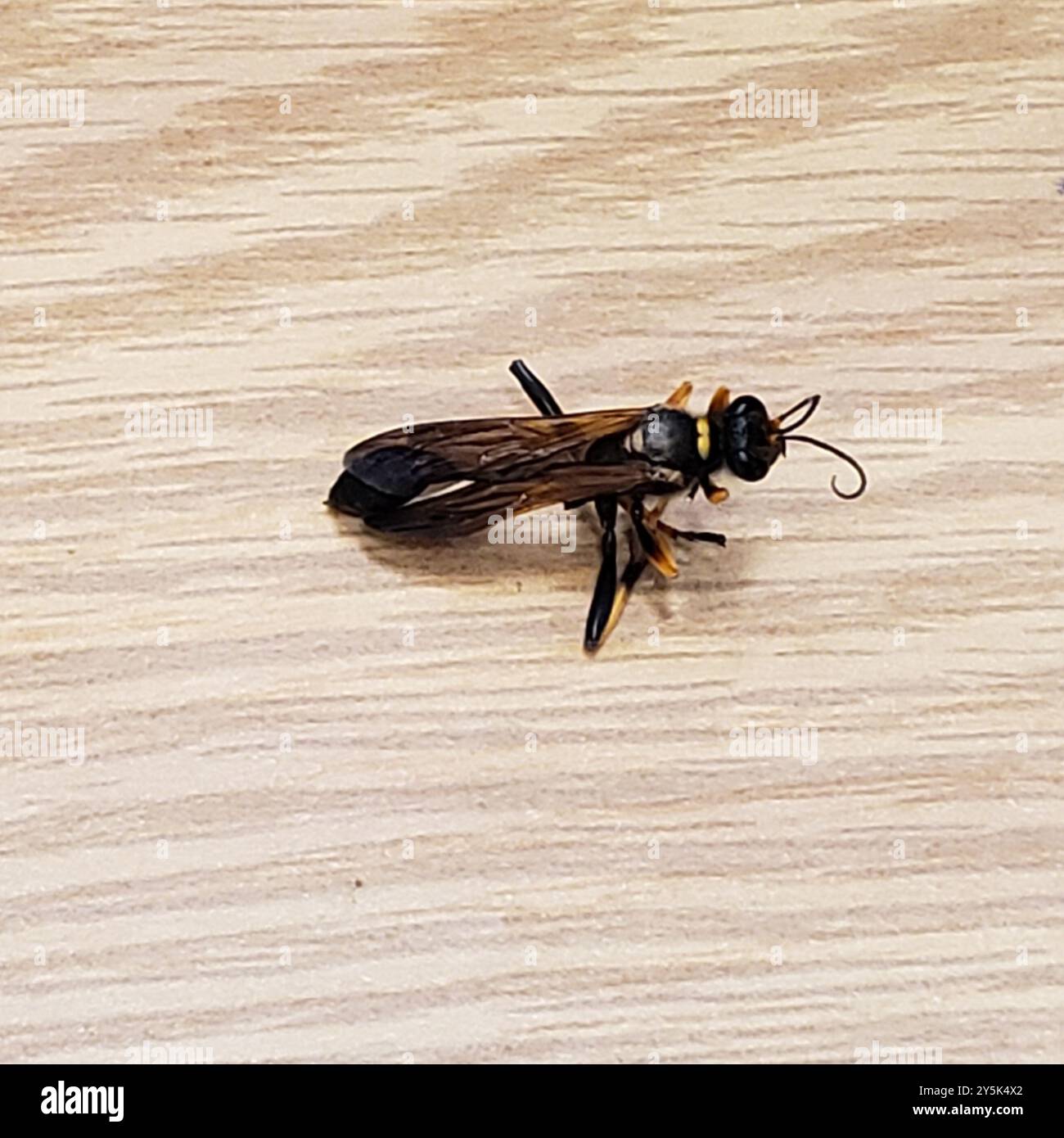 Yellow-legged Mud-dauber Wasp (Sceliphron caementarium) Insecta Stock ...