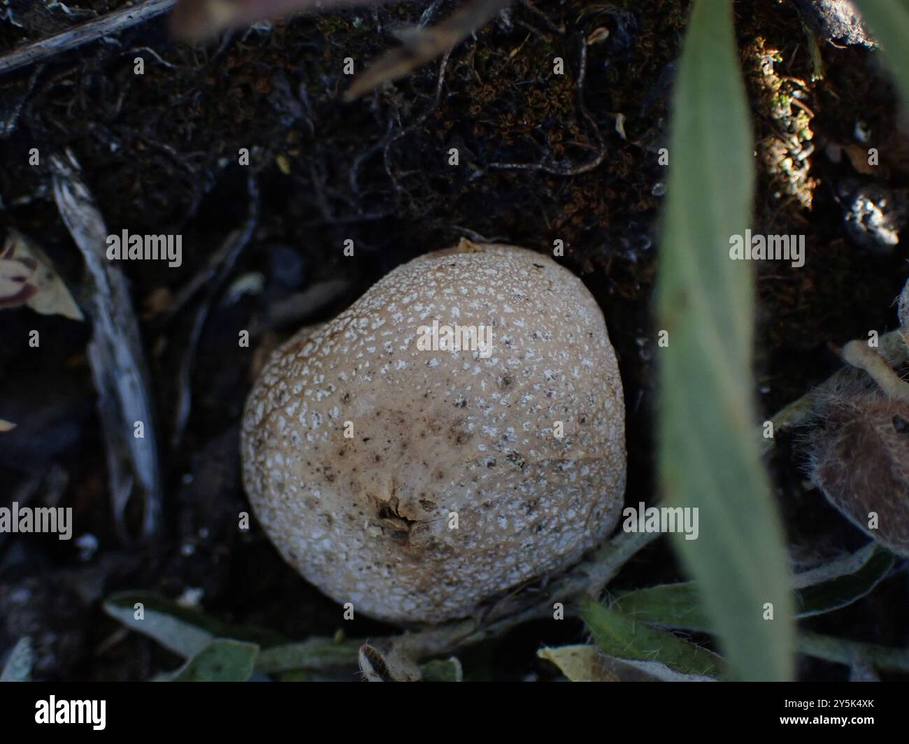 puffballs (Lycoperdaceae) Fungi Stock Photo - Alamy