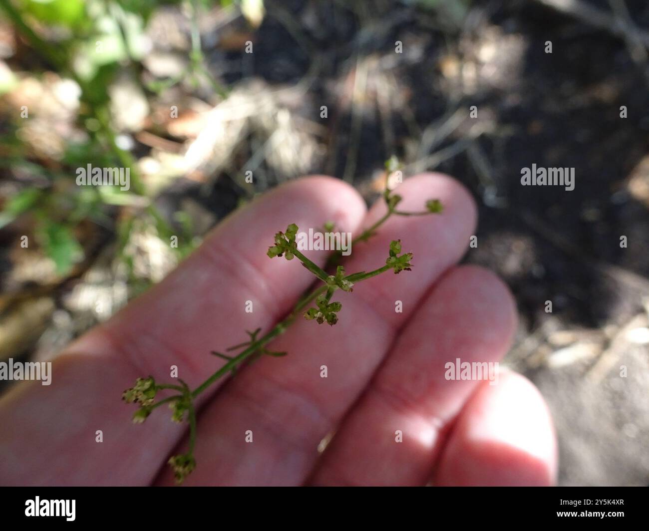 stone parsley (Sison amomum) Plantae Stock Photo - Alamy