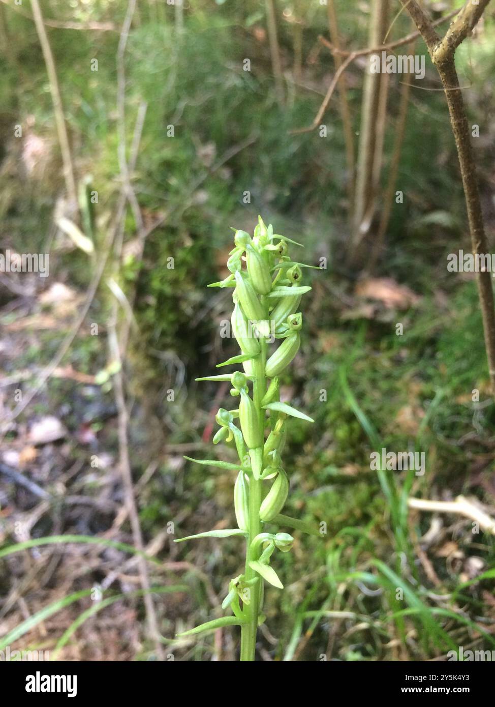 north wind bog orchid (Platanthera aquilonis) Plantae Stock Photo - Alamy