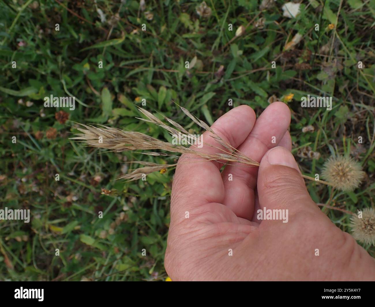 Upright Brome (Bromus erectus) Plantae Stock Photo - Alamy