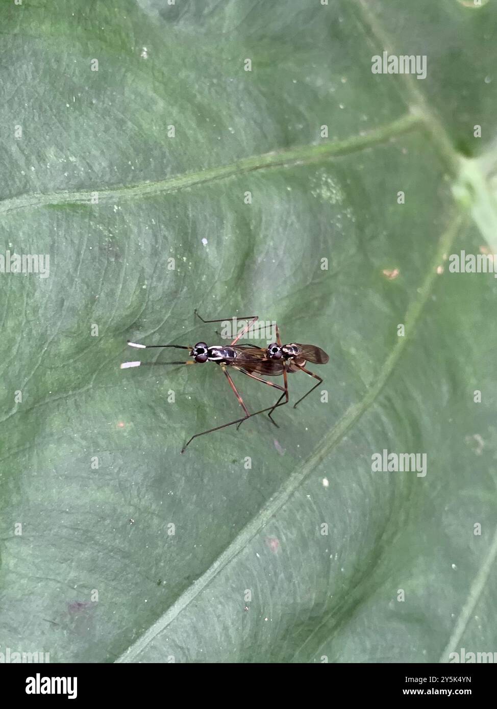 Stilt-legged Flies (Micropezidae) Insecta Stock Photo - Alamy