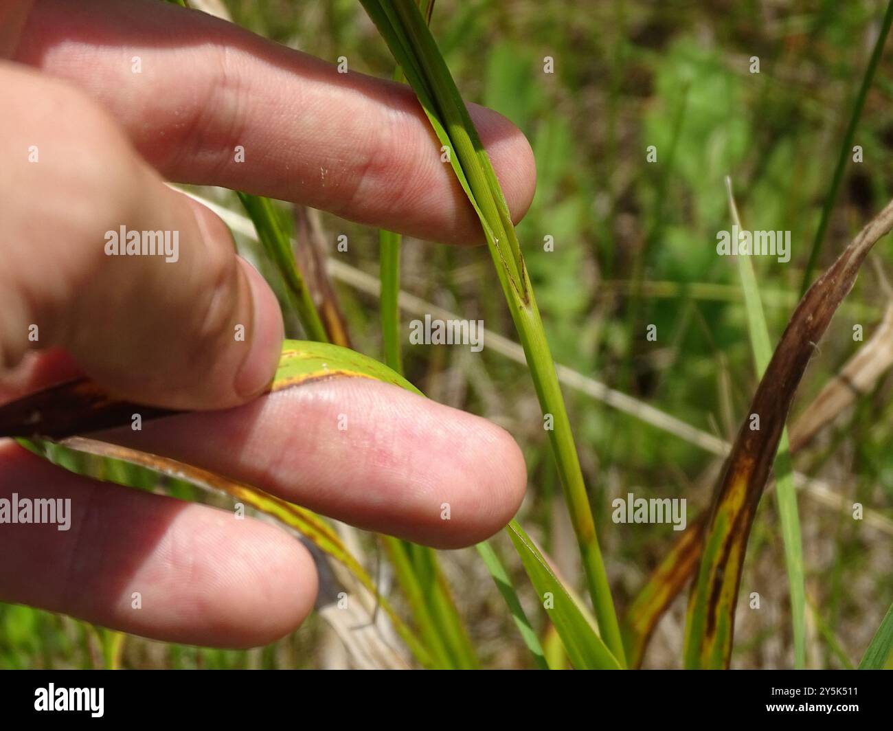 Dark Green Bulrush Complex (Scirpus atrovirens) Plantae Stock Photo - Alamy