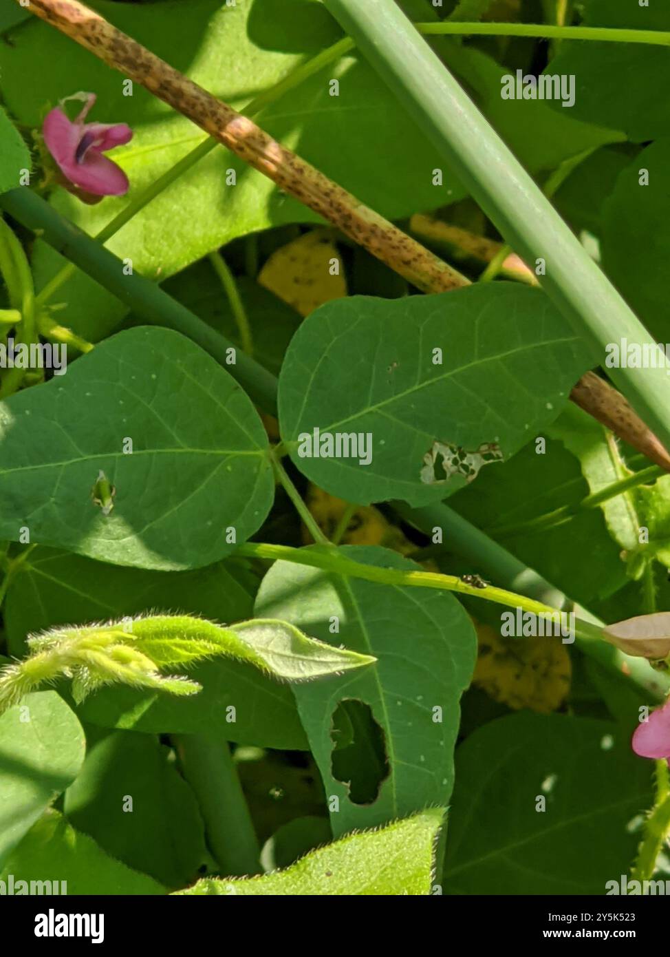 perennial wooly bean (Strophostyles umbellata) Plantae Stock Photo - Alamy